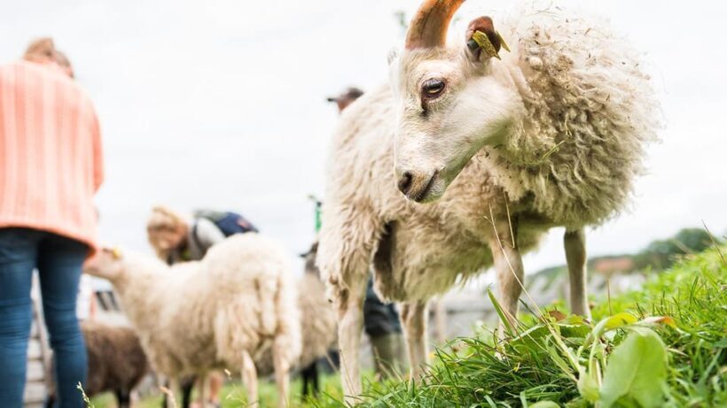 Nordens Ark Entry Ticket - Key Points