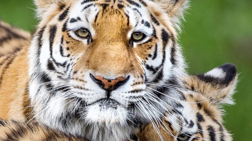 Nordens Ark Entry Ticket - An In-Depth Look at Nordens Ark