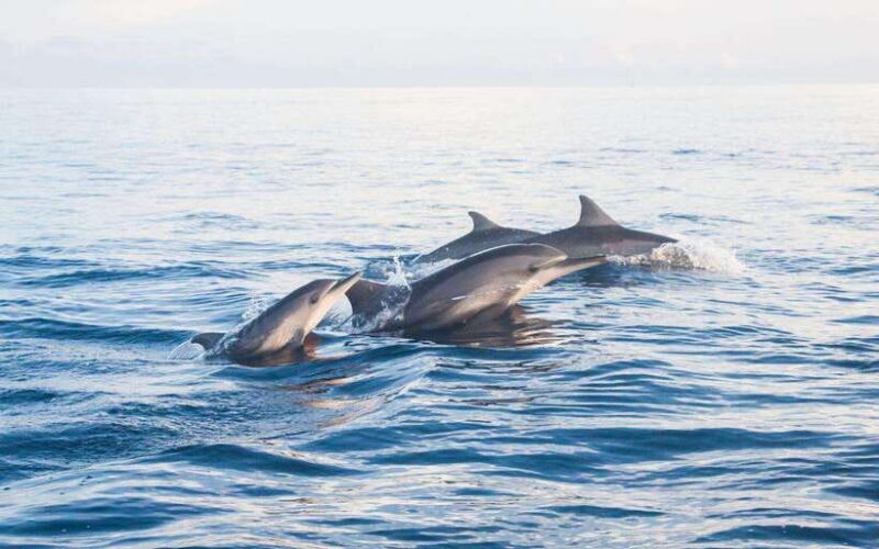 North Bali: Dolphin Watching and Snorkeling Tour - Introduction