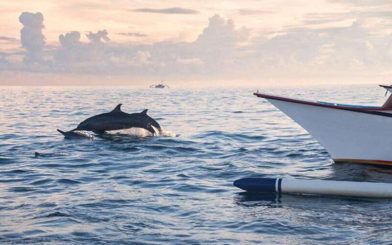 North Bali: Dolphin Watching and Snorkeling Tour - Overview of the Tour
