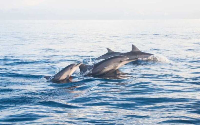 North Bali: Dolphin Watching and Snorkeling Tour - Snorkeling in Lovina’s Coral Reefs
