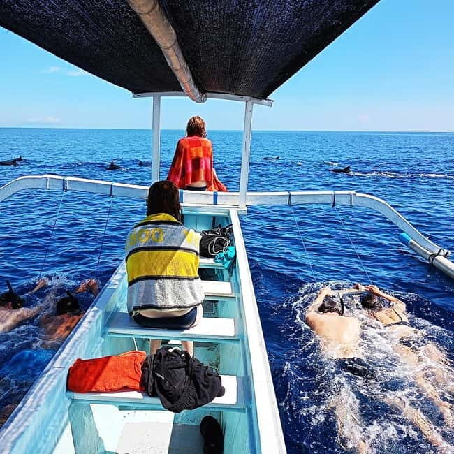 North Bali: Dolphin Watching & Swimming with Dolphins - Key Points