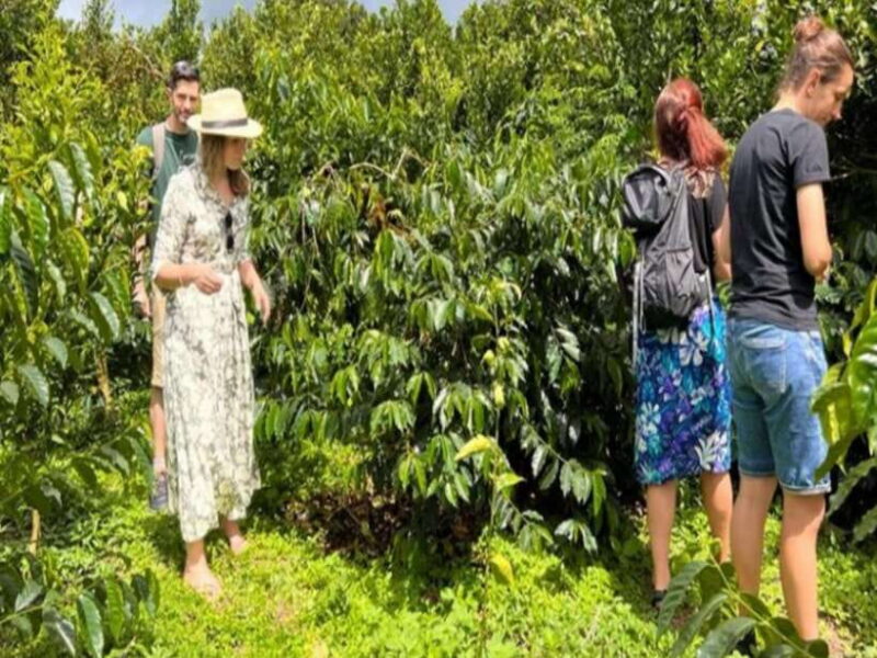 North Bali: Enjoy the beauty of Bratan Temple and Jatiluwih - The Practical Side: Price, Inclusions, and Tips