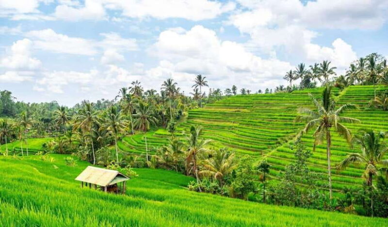 North Bali: Enjoy the beauty of Bratan Temple and Jatiluwih - Who Should Consider This Tour?