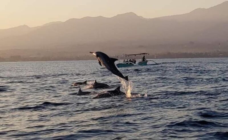 North Bali : Sunrise Dolphin Trip at Lovina Beach - The Sum Up