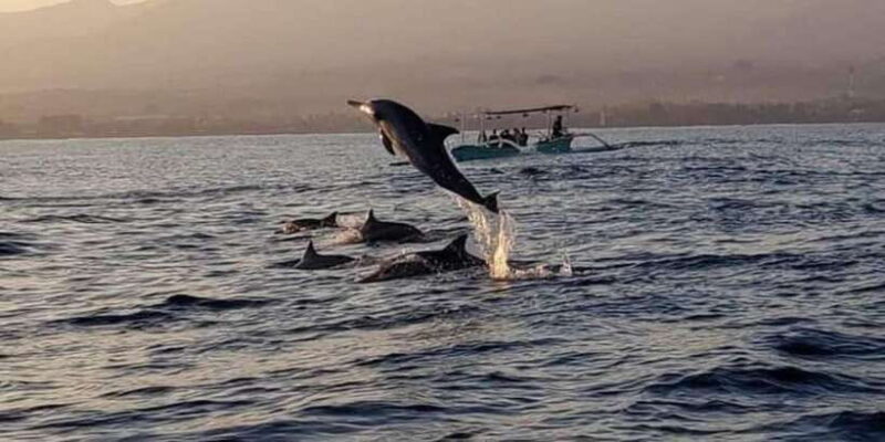 North Bali : Sunrise Dolphin Trip at Lovina Beach - FAQs