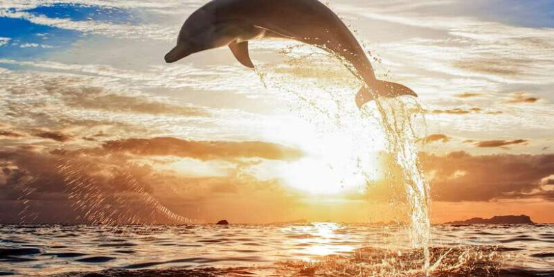 North Bali: Sunrise Tour with Dolphins, Waterfalls & Temples - FAQ