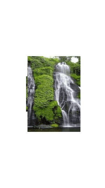 North Bali: Walking on the expanse of jati luwih rice fields - Key Points