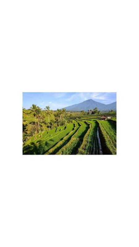 North Bali: Walking on the expanse of jati luwih rice fields - Who Is This Tour Best For?