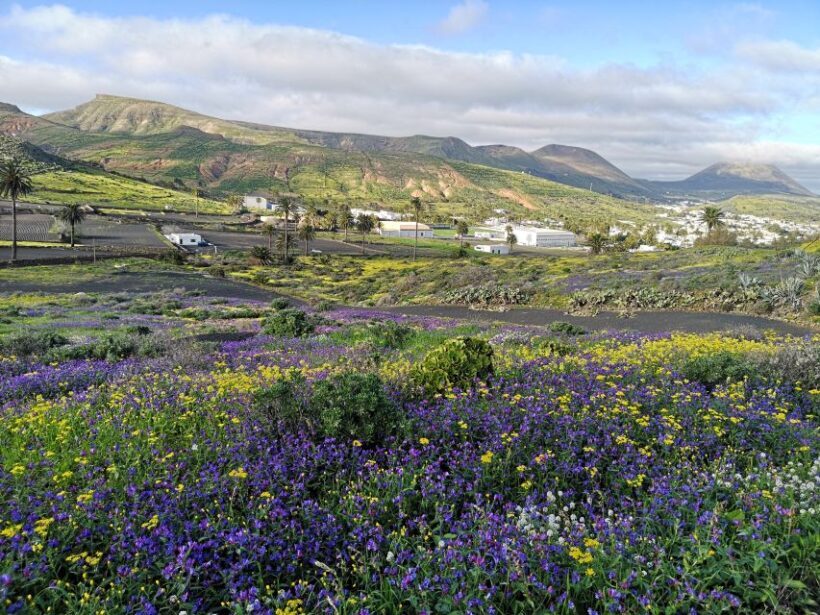 North Lanzarote: Cave, Jameos del Agua, and Viewpoint - Authentic Feedback from Travelers