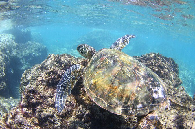 North Shore Stand-Up Paddleboard Lesson - The Experience Through the Lens of Reviews