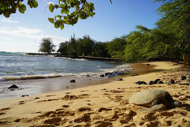 North Shore Surfing Lessons Oahu Hawaii - Accessibility and Additional Information