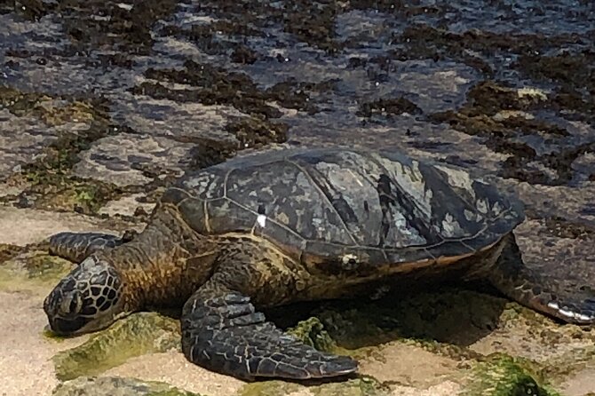 North Shore / Waimea, Falls Day & Swim With Turtles - Frequently Asked Questions