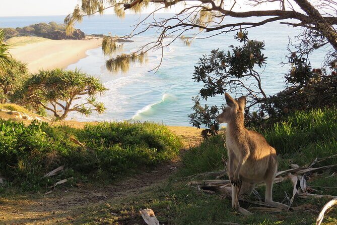 North Stradbroke Island Private Cultural Tour from Brisbane - An In-Depth Look at the North Stradbroke Island Private Cultural Tour