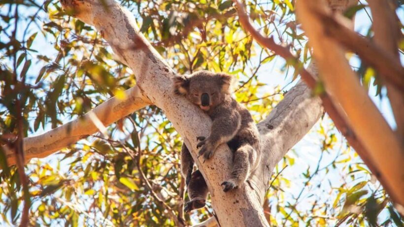 North Stradbroke Island: Whales, Wildlife & Beaches Day Trip - Who Is This Tour Best For?