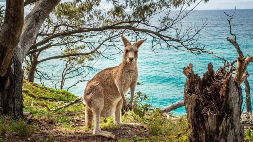North Stradbroke Island: Whales, Wildlife & Beaches Day Trip - Final Thoughts