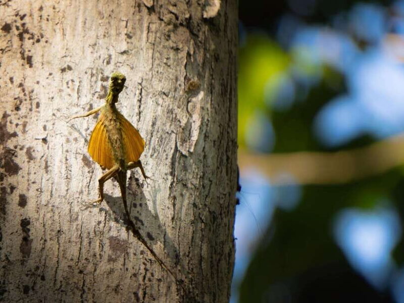 North Sulawesi, Bitung: Tangkoko Wildlife Adventure - Does the Tour Offer Good Value?