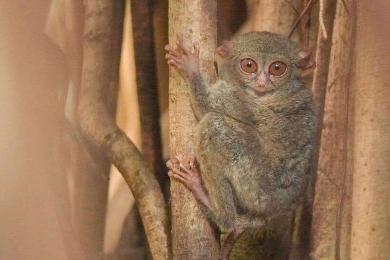 North Sulawesi, Bitung: Tangkoko Wildlife Adventure - Who Would Love This Tour?