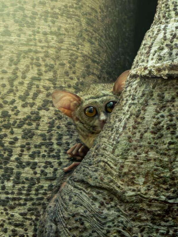 North Sulawesi, Bitung: Tangkoko Wildlife Adventure - Frequently Asked Questions