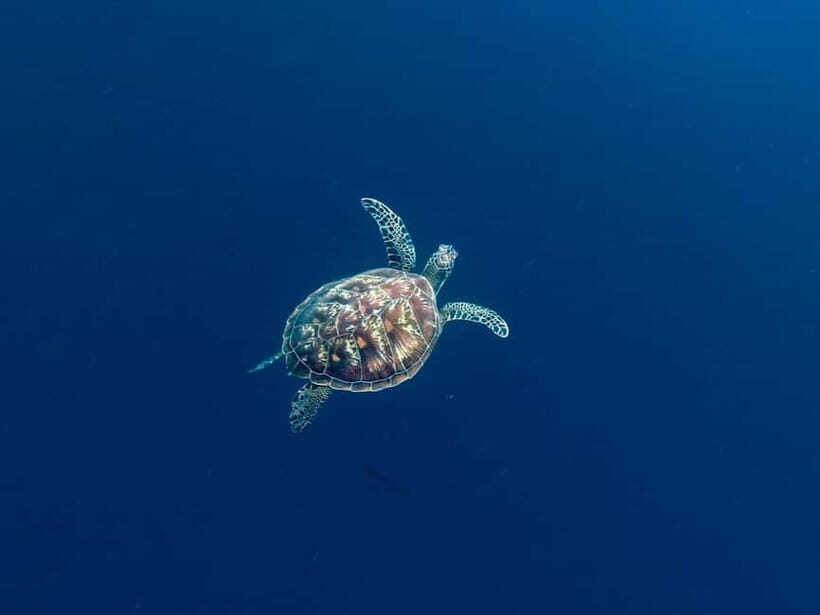 North Sulawesi, Manado: Bunaken Marine Park Snorkeling Tour - What’s Included and What’s Not