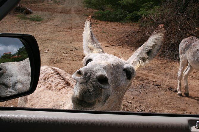 North Tour with Local Guide - Practical Tips for Travelers