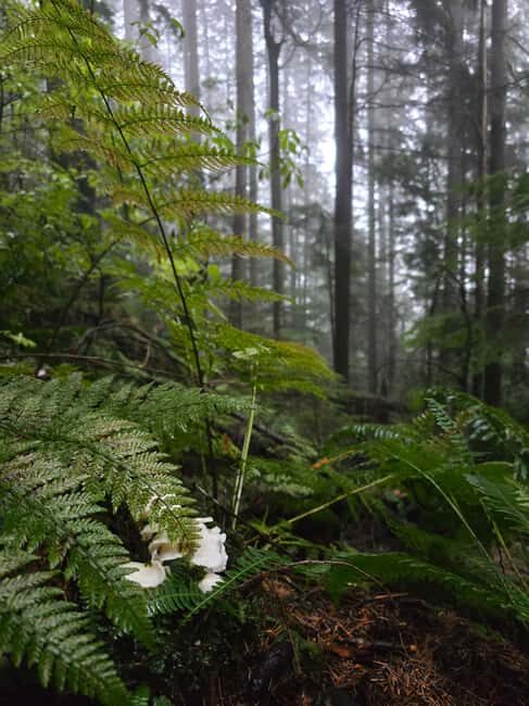 North Vancouver: Guided Forest Therapy & Forest Bathing Walk - Key Points