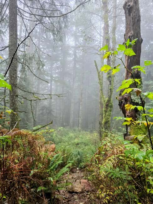 North Vancouver: Guided Forest Therapy & Forest Bathing Walk - Why This Experience Matters