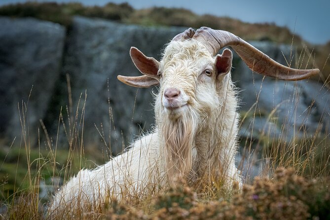 North Wales and Caernarfon Castle Day Tour From Chester - Highlights of the Tour