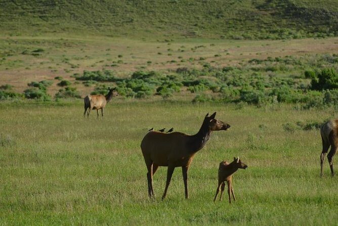North Yellowstone Day Tour (Lamar Valley) Private Day Tour - Final Word