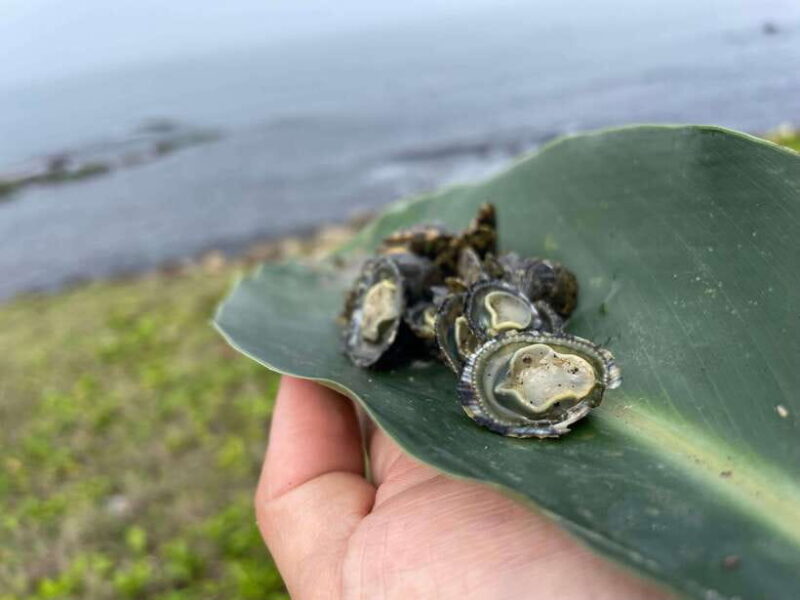 Northeast Coast day tour: SUP and Spearfishing Picnic - Key Points