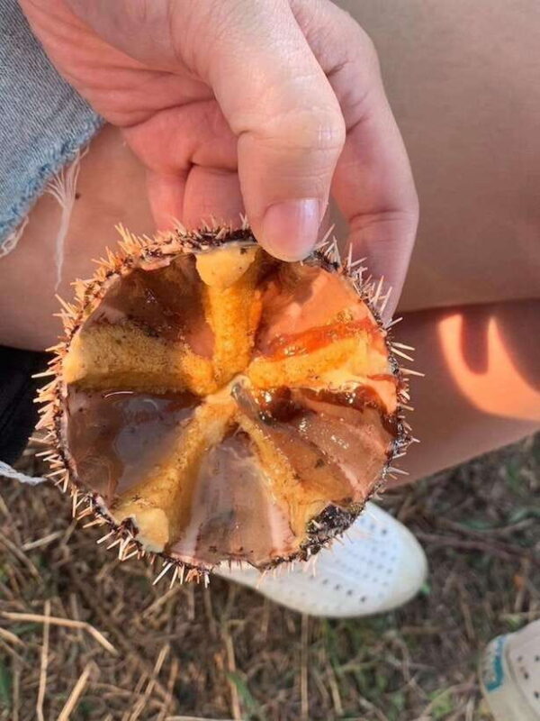 Northeast Coast day tour: SUP and Spearfishing Picnic - FAQs