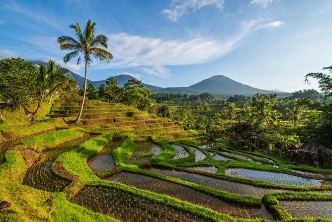 Northern Bali Tour - Private Full Day Tour - All Inclusive - An In-Depth Look at the Northern Bali Experience