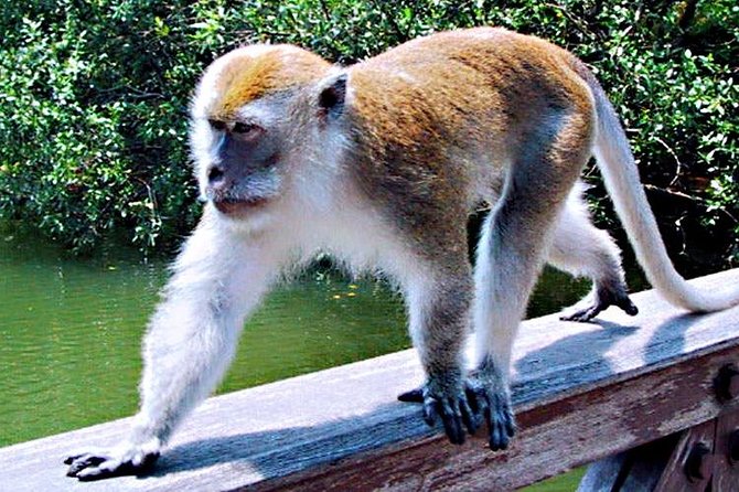 Northern Bintan Full Day Tour - The Sum Up