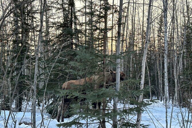 Northern Lights at Chena Hot Springs - A Close Look at the Tour Experience