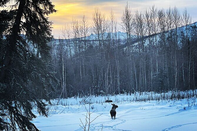 Northern Lights at Chena Hot Springs - FAQ