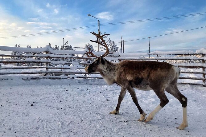 Northern Lights Holiday in Finland - Day 3: Arctic Fishing and Wellness