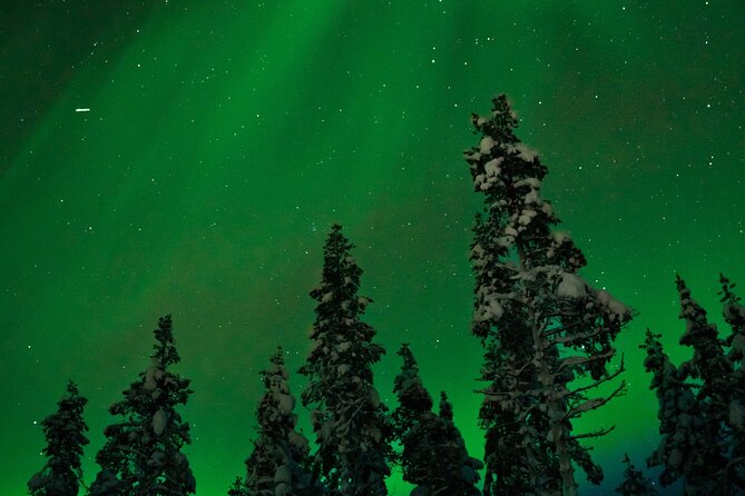 Northern lights Reindeer Sledge Ride - A Detailed Look at the Tour