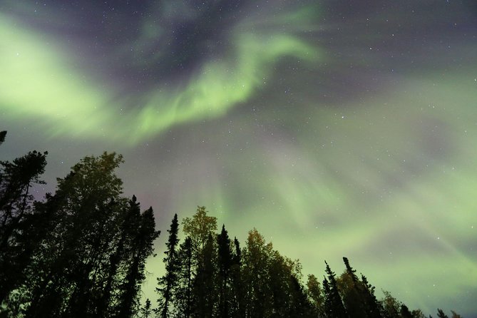 Northern Lights Viewing Including Dinner and 1-Hour Dog Sledding - Dining in the Alaskan Wilderness