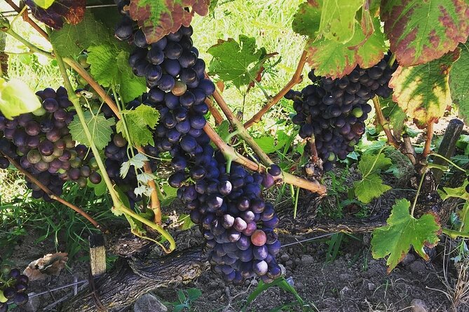 Northern Rhône Valley From Lyon to Hermitage Full Day - Traveler Reviews and Ratings