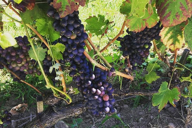 Northern Rhône Valley Wine Tour From Lyon Half Day - Pricing and Reviews