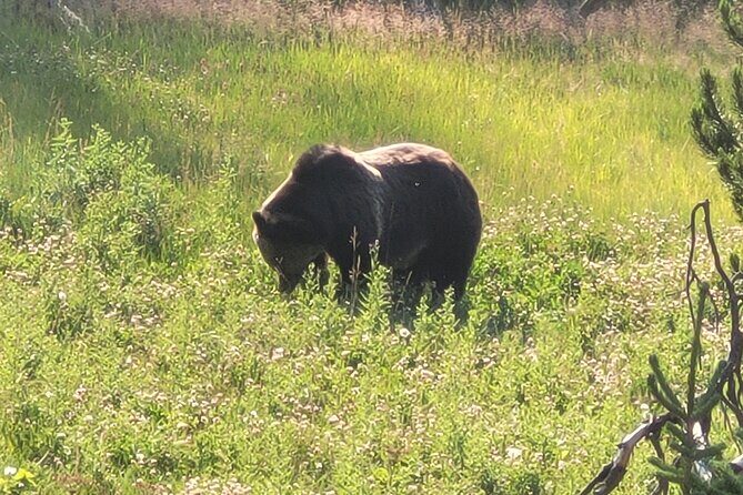Northern Yellowstone Safari from Cody, WY - Key Points