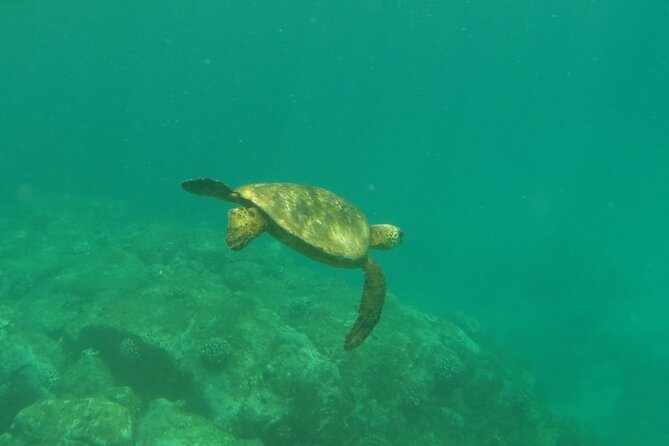 Northshore ocean adventure and circle islandJeep Tour- Guaranteed to see turtles - The Sum Up