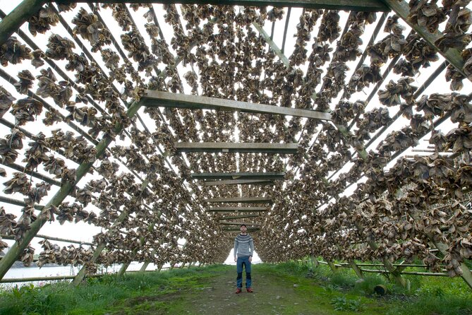 Norway Lofoten Private Shore Excursion from Leknes - Who Will Love This Tour?