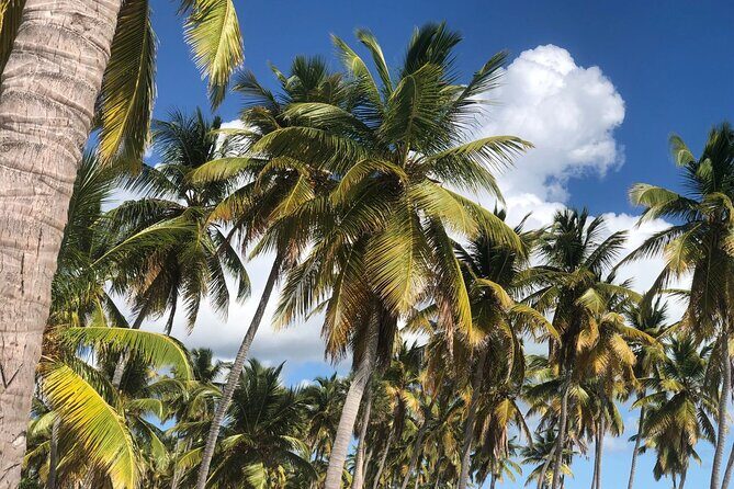 Norwegian Sky at La Romana port: Saona Island - Who Is This Tour Best For?