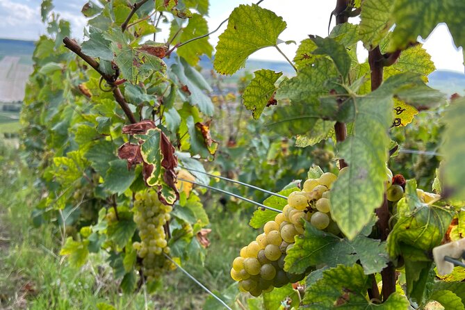 Not Your Average Champagne Tour - Day Trip From Paris (Private) - The Experience’s Best Aspects and Real Reviews