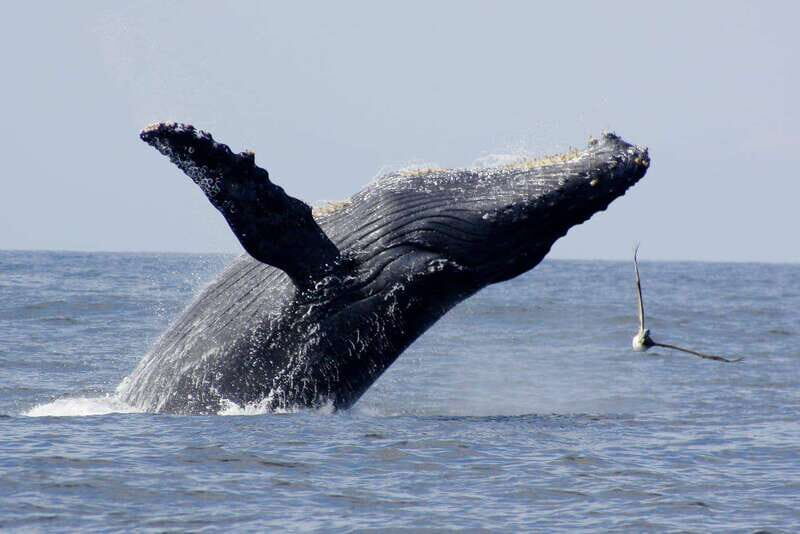Nuevo Vallarta: Whale Watching by Sailboat Tour - An In-Depth Look at the Nuevo Vallarta Whale Watching Sailboat Tour