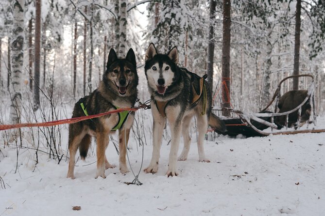Nulkki Husky Adventure - Embarking on the 5-Kilometer Husky Ride