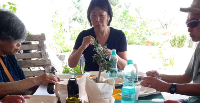 Nuoro: Visit an oil mill with oil tasting - The Itinerary: What You Can Expect