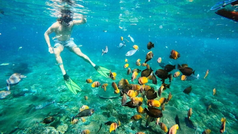 Nusa Penida Afternoon Private Manta Safari Snorkeling - Key Points