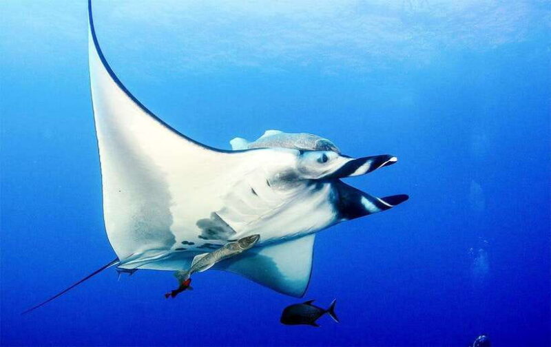 Nusa Penida Afternoon Private Manta Safari Snorkeling - The Itinerary in Detail: A Day of Marine Discovery